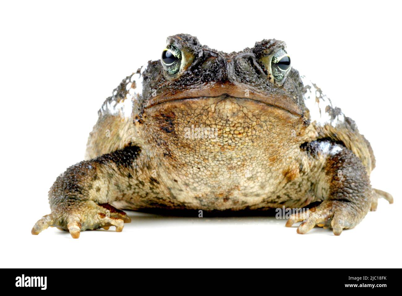 Giant toad, Marine toad, Cane toad, South American Neotropical toad ...