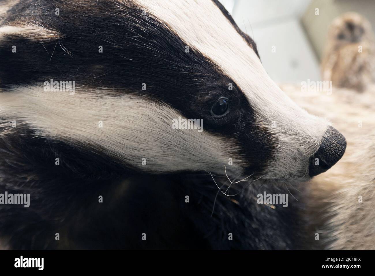 stuffed brock badger animal on display Stock Photo - Alamy