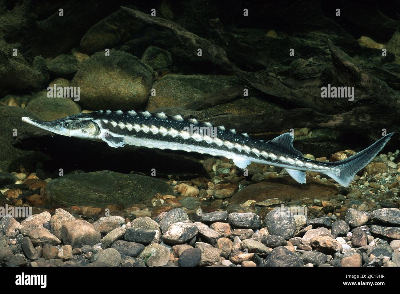 starry sturgeon, stellate sturgeon, sevruga (Acipenser stellatus), on ...