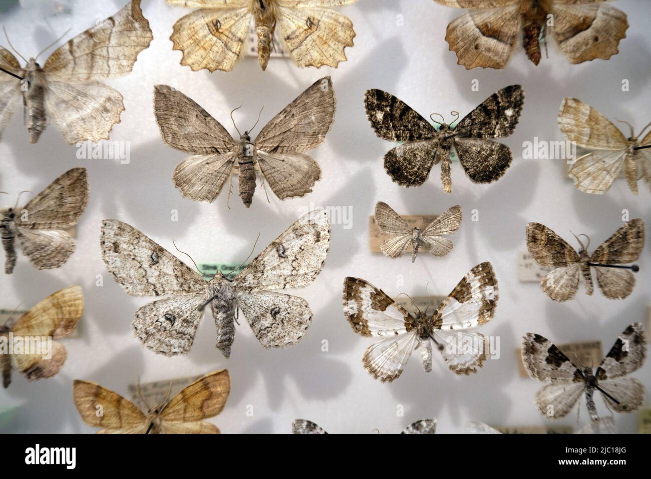 Many moth collection on display show case Stock Photo - Alamy
