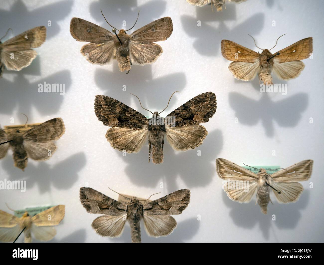 Many moth collection on display show case Stock Photo - Alamy