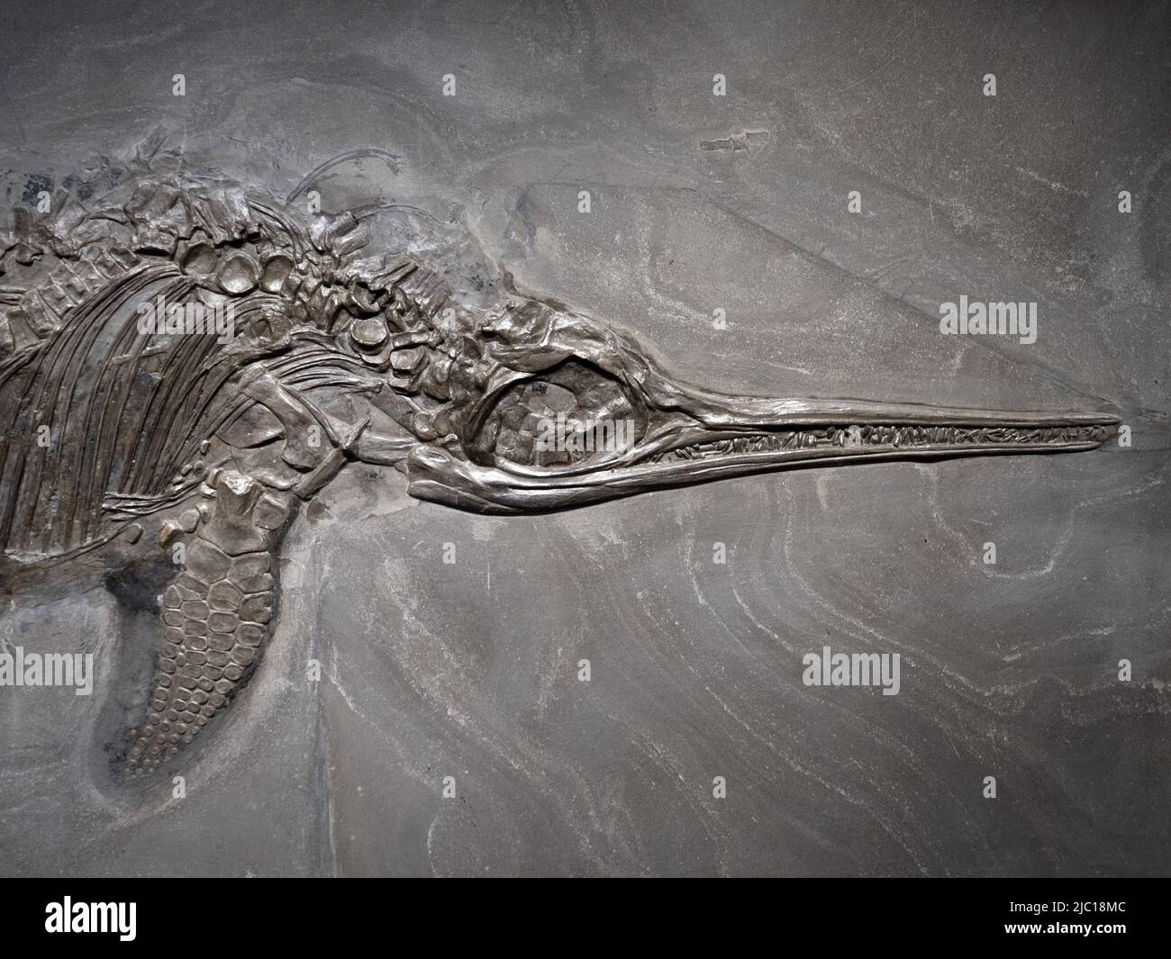 Jurassic fish skeleton ancient fossil hi-res stock photography and ...