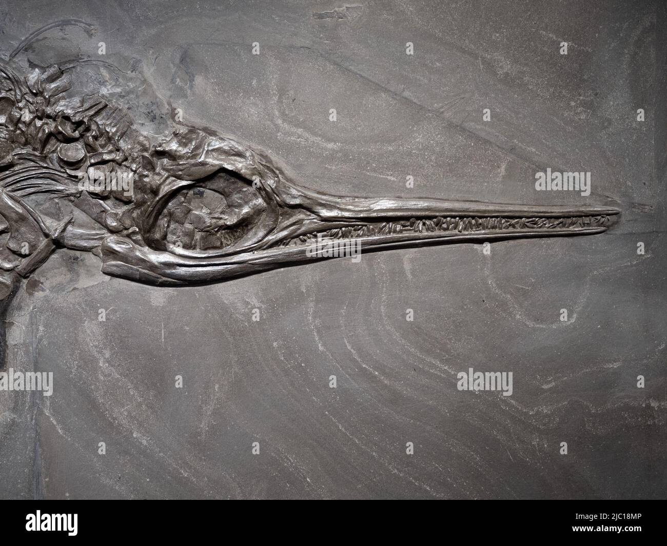 Fossil prehistoric fish stone skeleton detail Stock Photo - Alamy