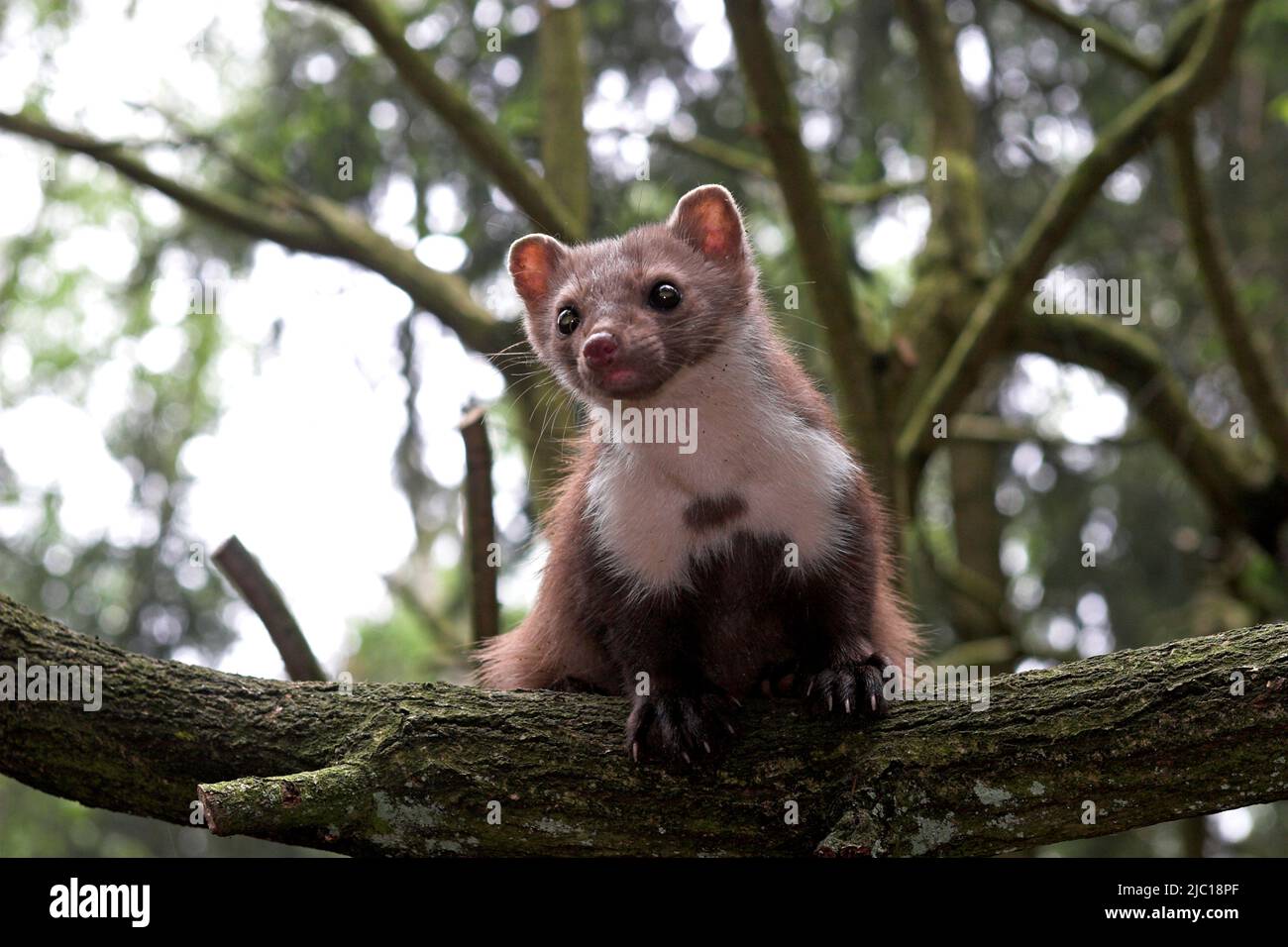 Beech marten, Stone marten, White breasted marten (Martes foina ...