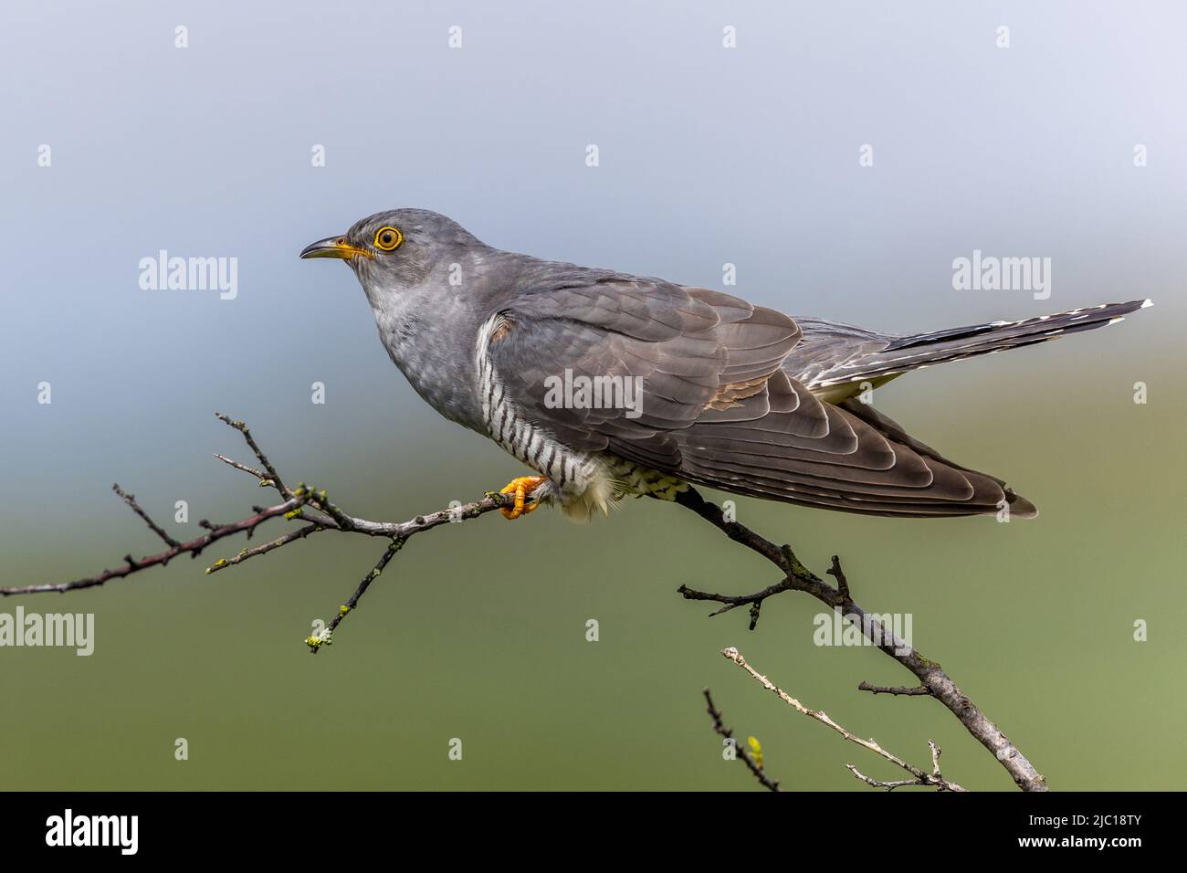 Eurasian cuckoo (Cuculus canorus), perching on a branch, side view ...
