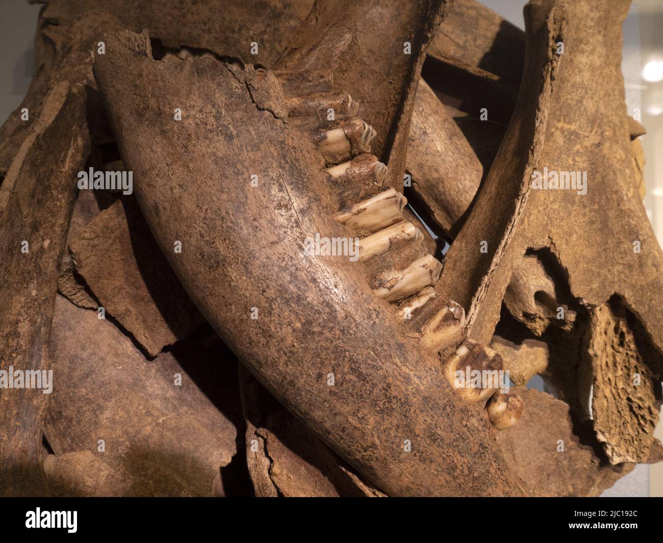 Fossil cow old bone teeth detail Stock Photo - Alamy