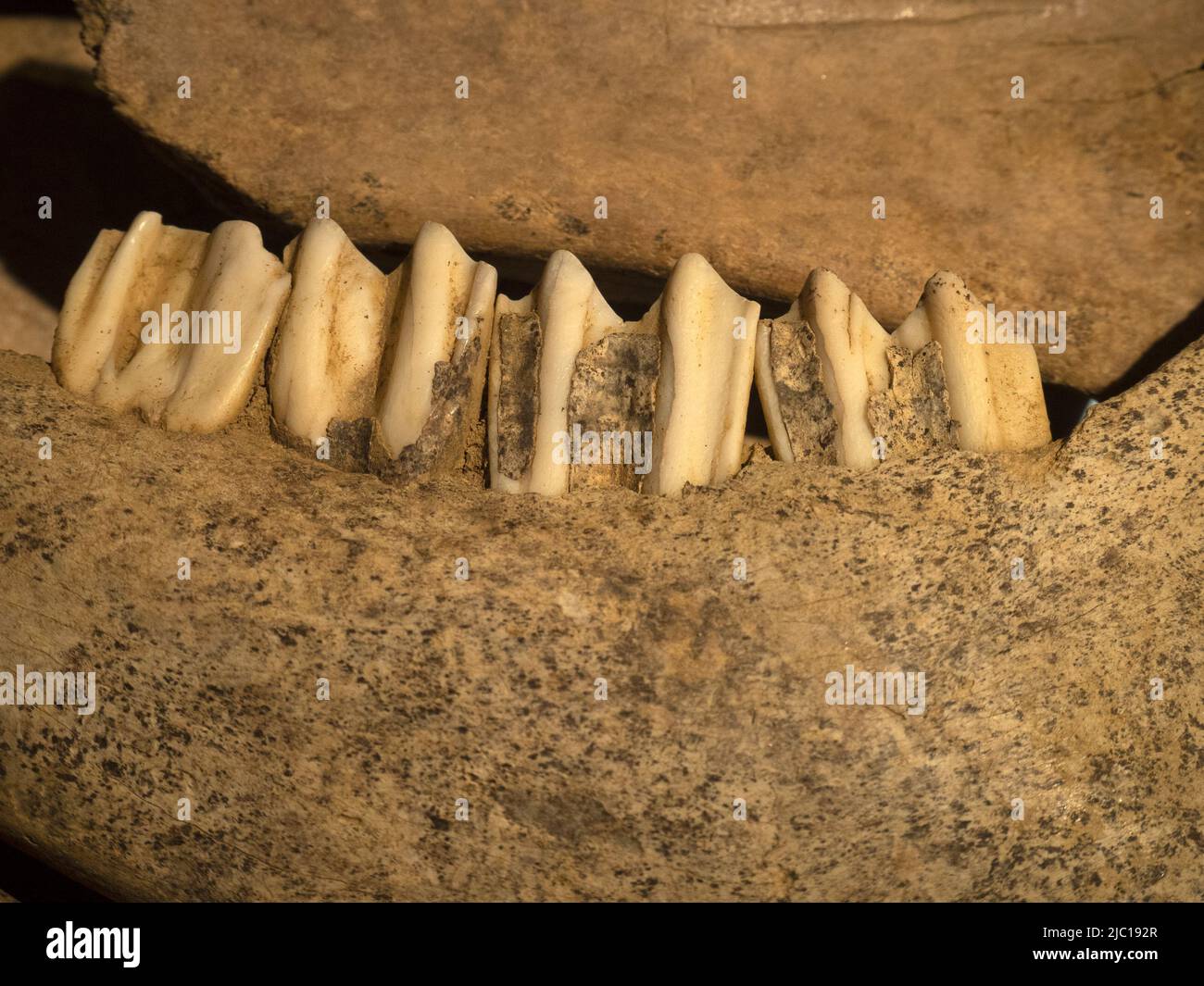 Fossil cow old bone teeth detail Stock Photo - Alamy