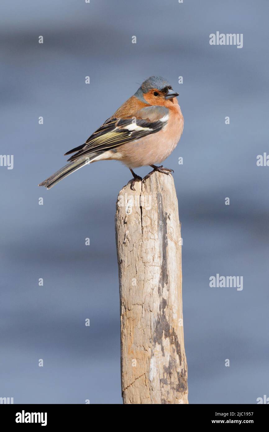 Fauna plumage hi-res stock photography and images - Alamy