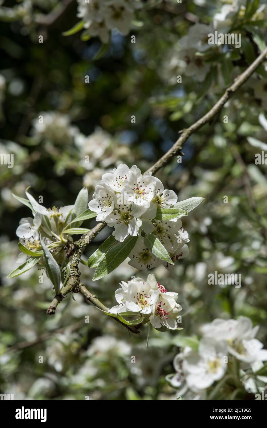 Trees / Flowers: Close up of blossom of Weeping Silver Pear Tree in ...