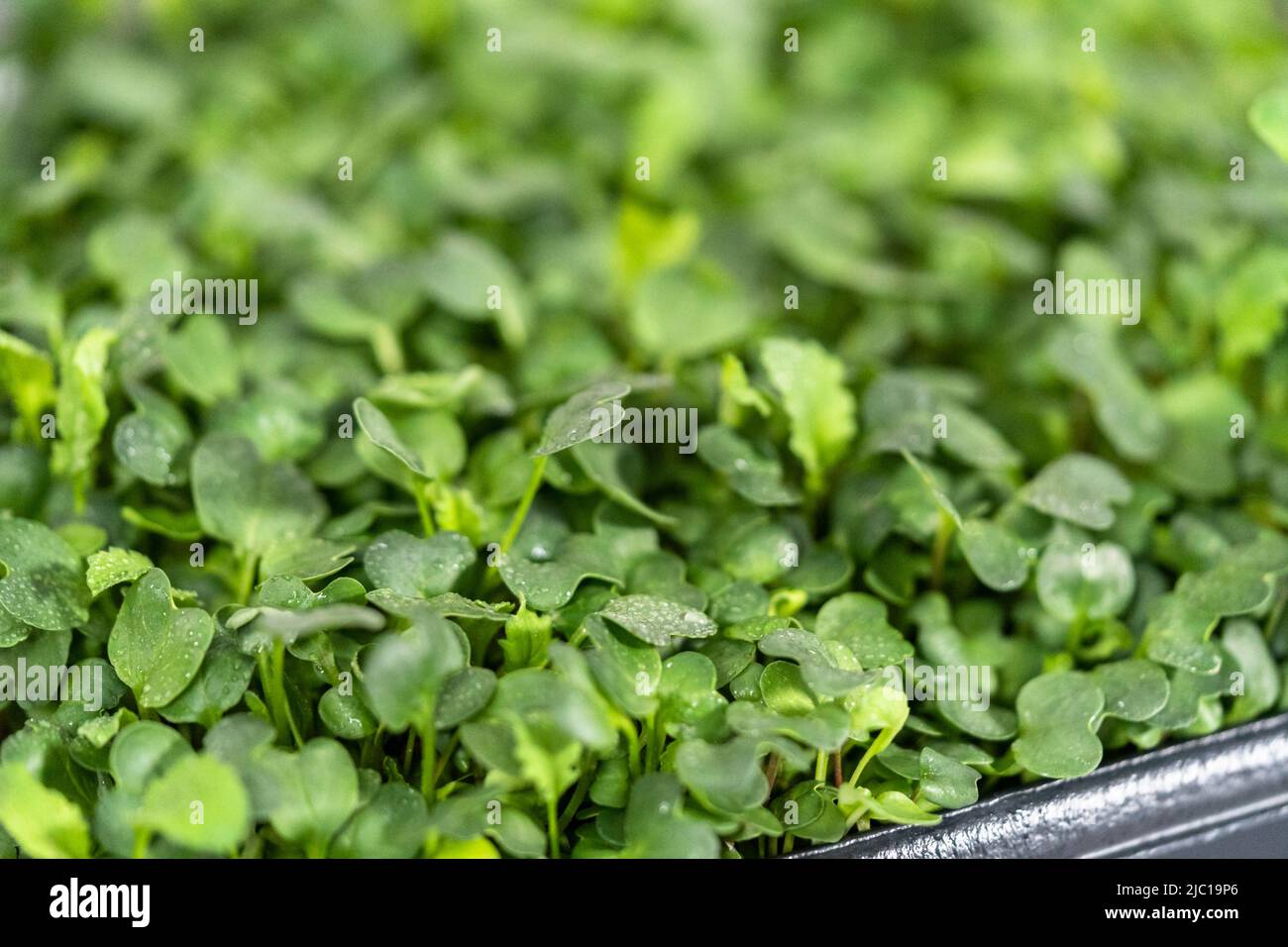 Harvesting radish microgreens from a large plastic tray Stock Photo - Alamy