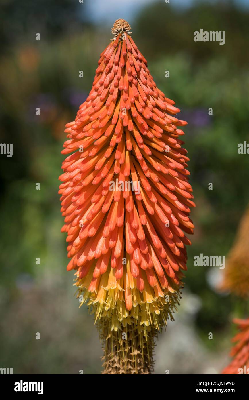 Kniphofia uvaria garden border hi-res stock photography and images - Alamy