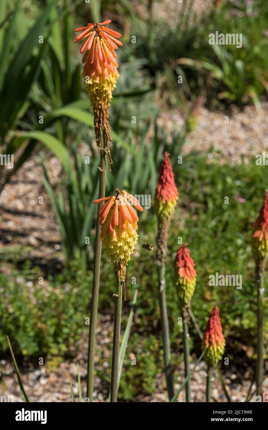 Kniphofia uvaria garden border hi-res stock photography and images - Alamy