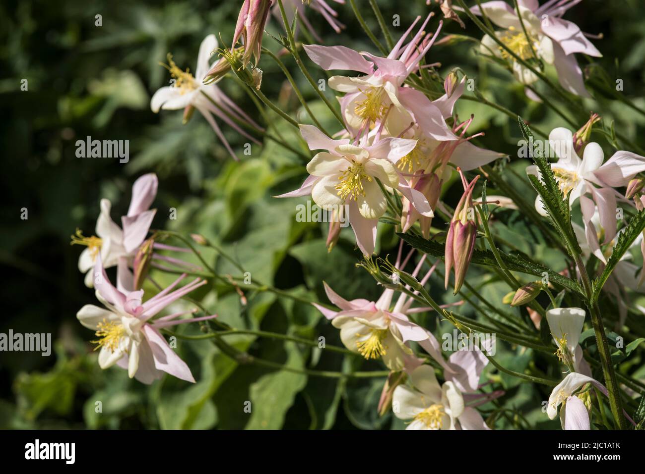 Columbine flowers pollination hi-res stock photography and images - Alamy