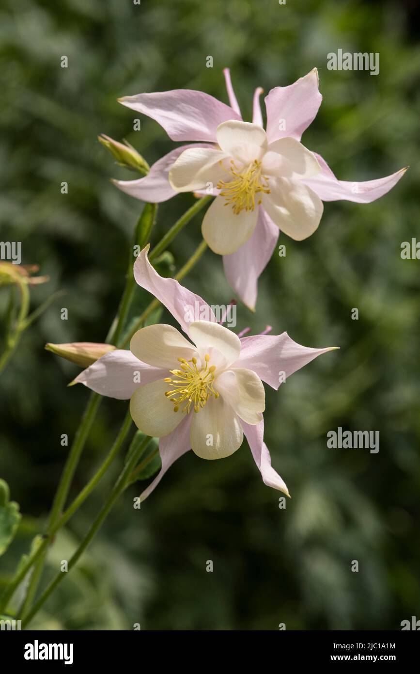 Columbine flowers pollination hi-res stock photography and images - Alamy