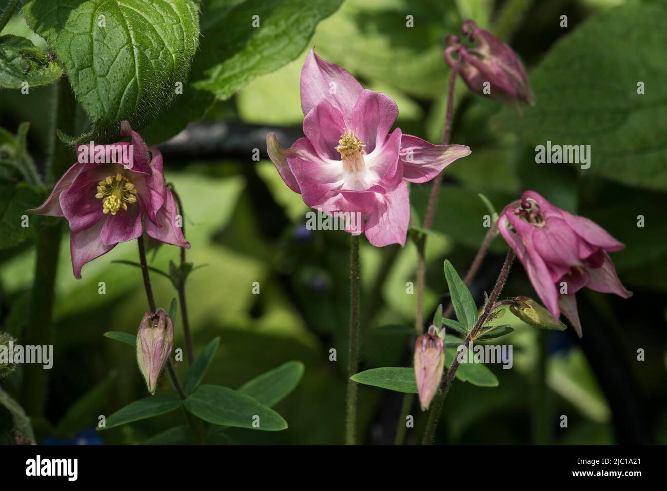 Columbine flowers pollination hi-res stock photography and images - Alamy