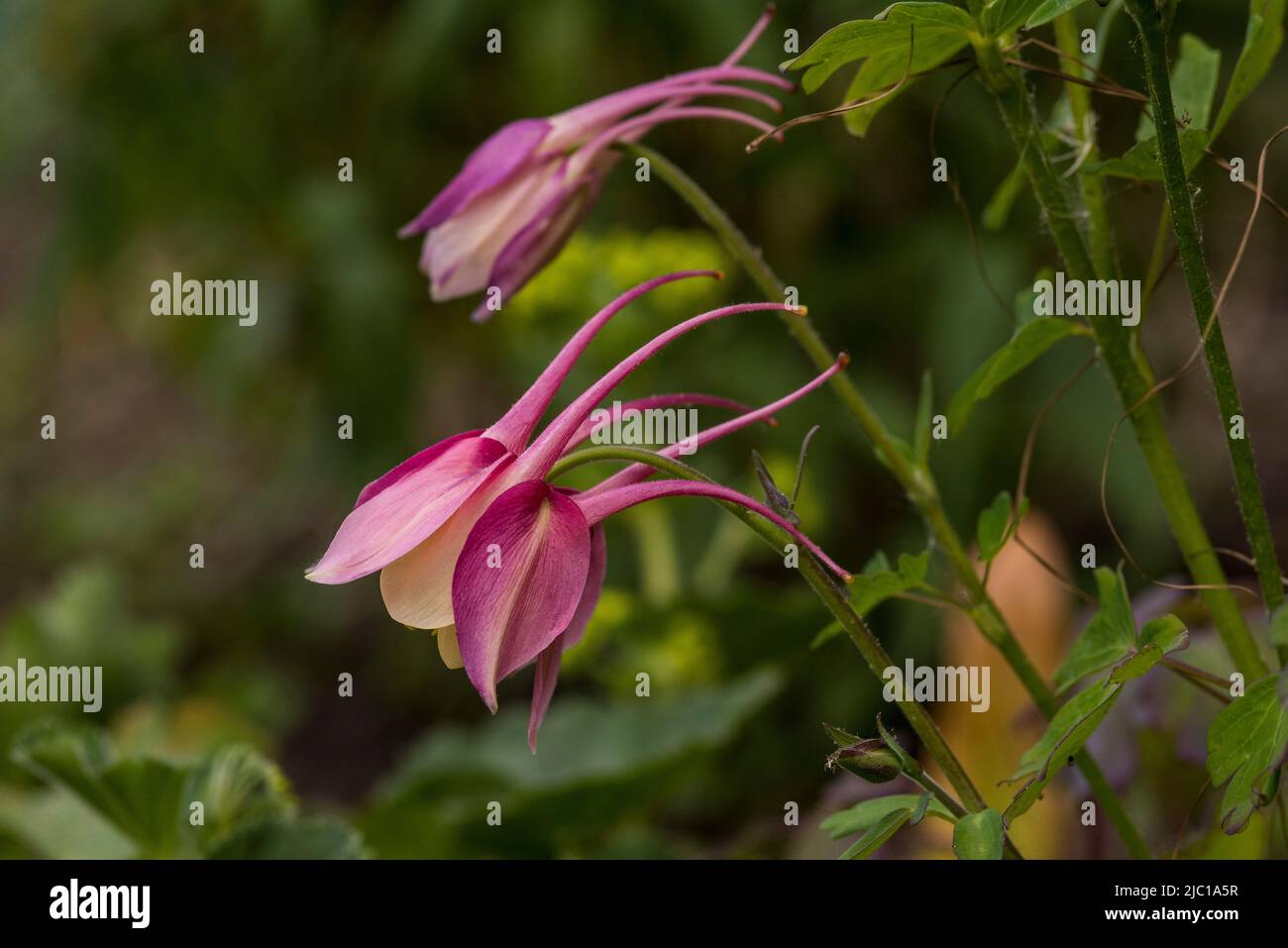 Columbine flowers pollination hi-res stock photography and images - Alamy