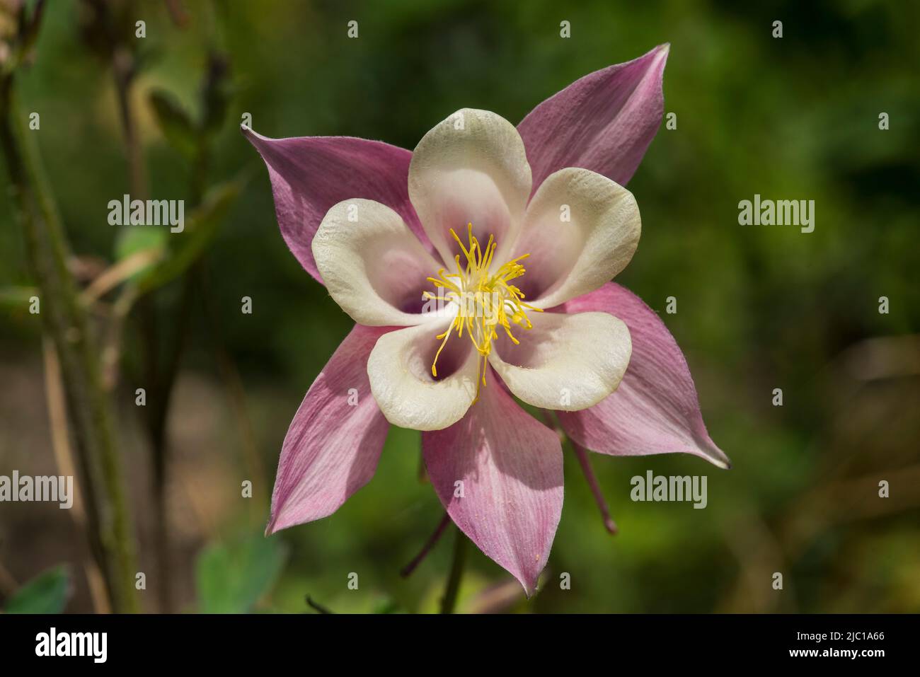 Columbine flowers pollination hi-res stock photography and images - Alamy