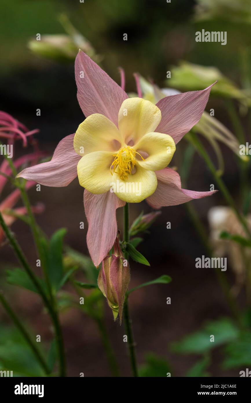 Columbine flowers pollination hi-res stock photography and images - Alamy