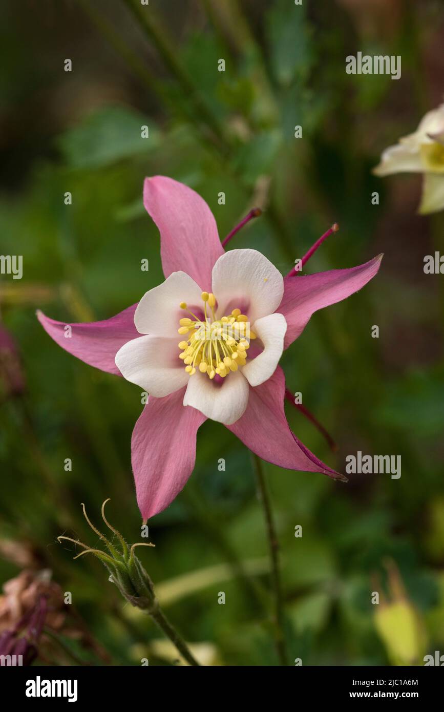 Columbine flowers pollination hi-res stock photography and images - Alamy