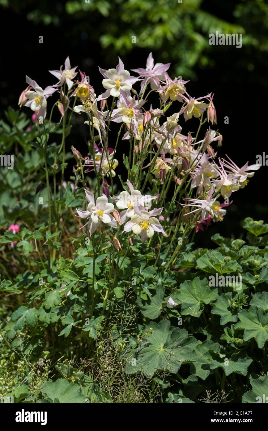 Columbine flowers pollination hi-res stock photography and images - Alamy
