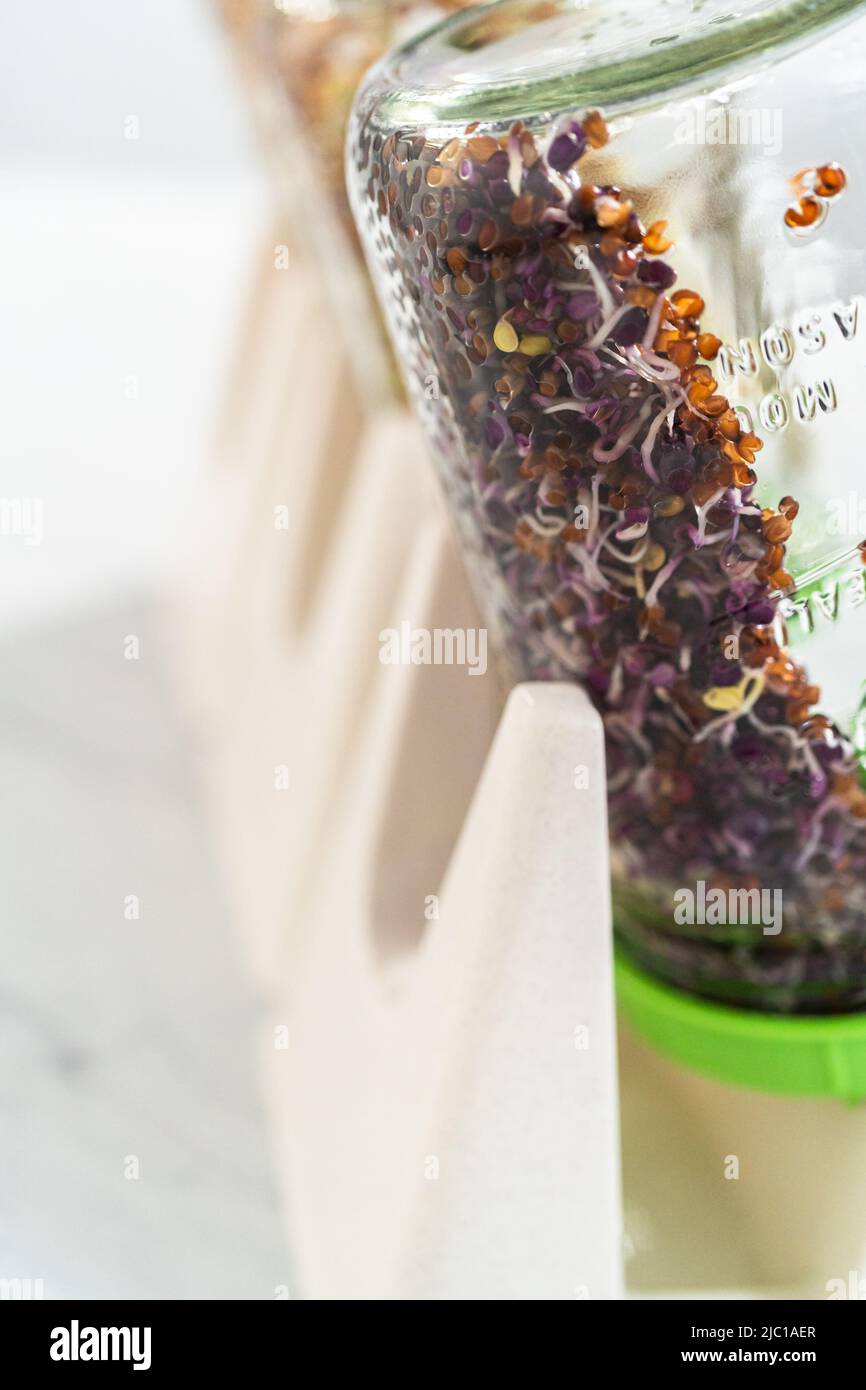 Day 5. Growing organic sprouts in a mason jar with sprouting lid on the ...