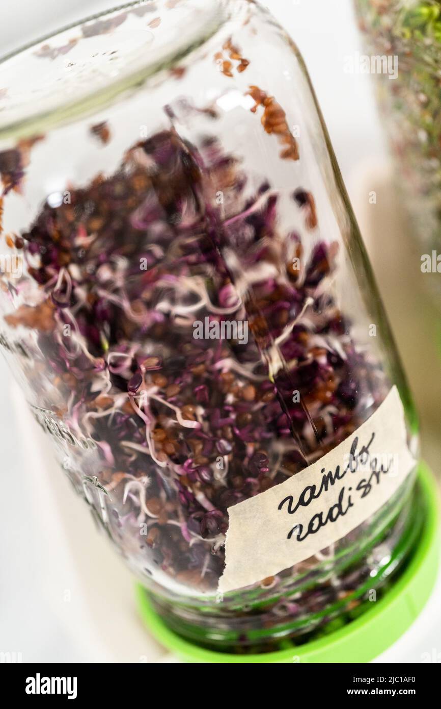 Day 6. Growing organic sprouts in a mason jar with sprouting lid on the ...