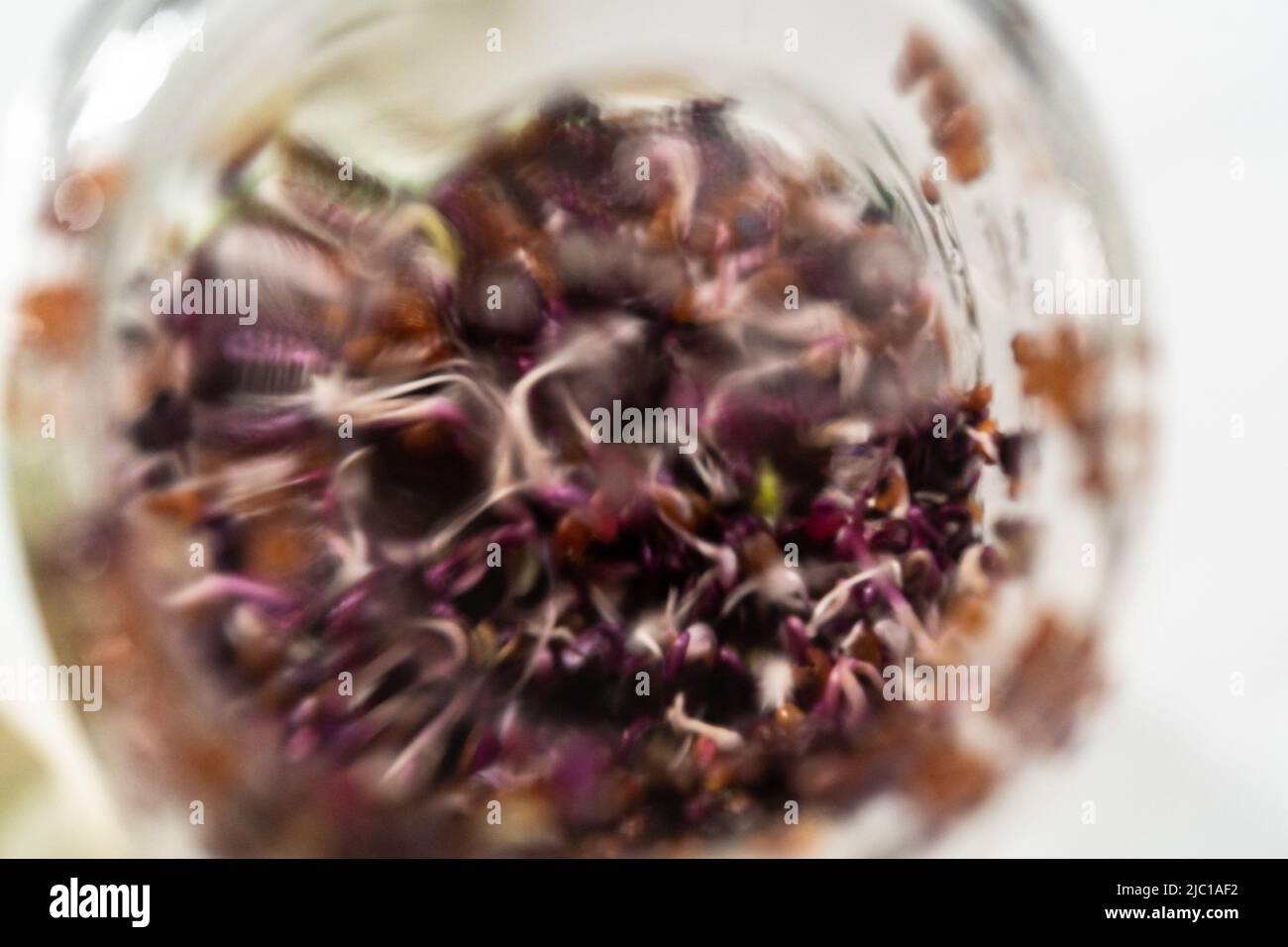 Day 6. Growing organic sprouts in a mason jar with sprouting lid on the ...