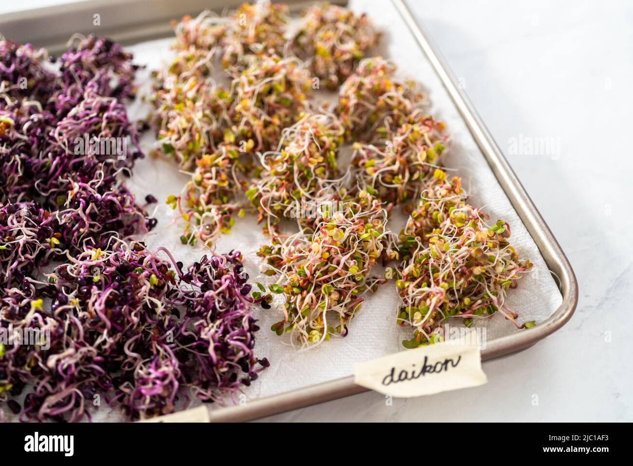 Day 6. Drying freshly harvested organic sprouts on a baking sheet lined ...