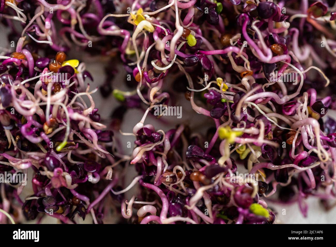 Day 6. Drying freshly harvested organic sprouts on a baking sheet lined ...