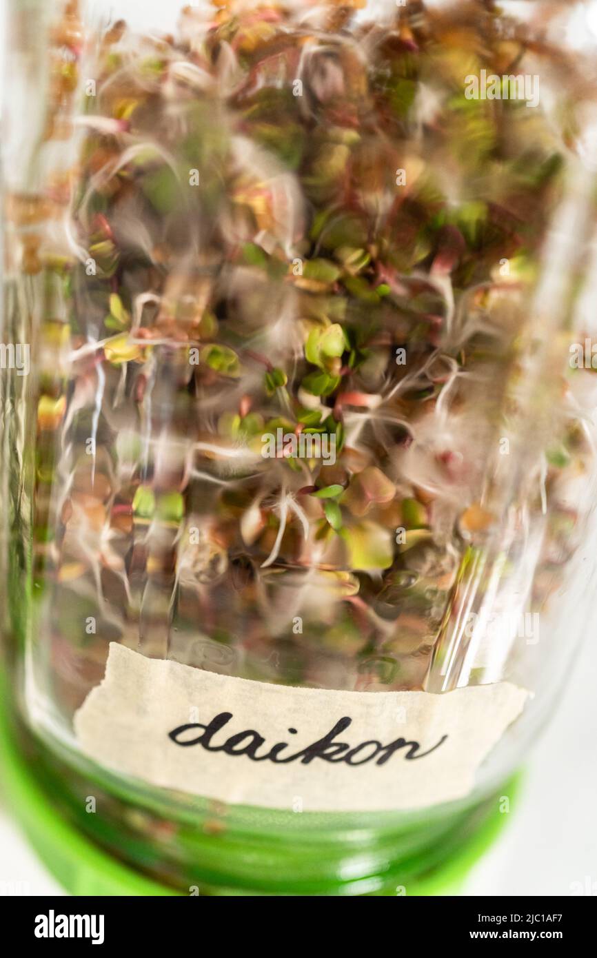 Day 6. Growing organic sprouts in a mason jar with sprouting lid on the ...