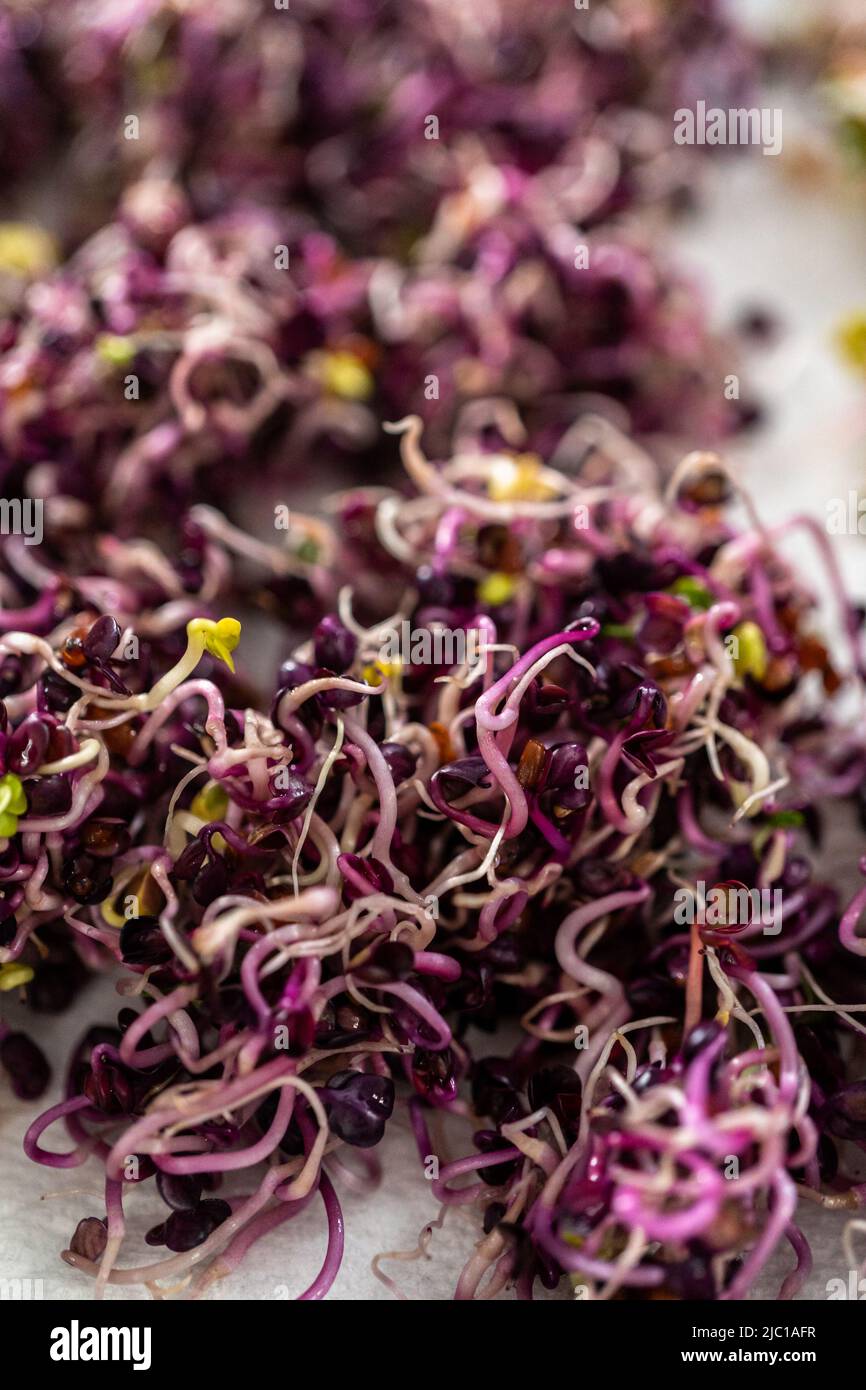 Day 6. Drying freshly harvested organic sprouts on a baking sheet lined ...