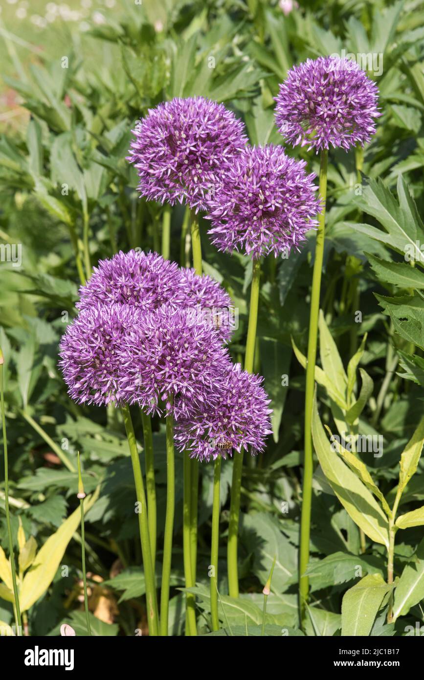 Allium Christophii - Star of Persia Stock Photo - Alamy
