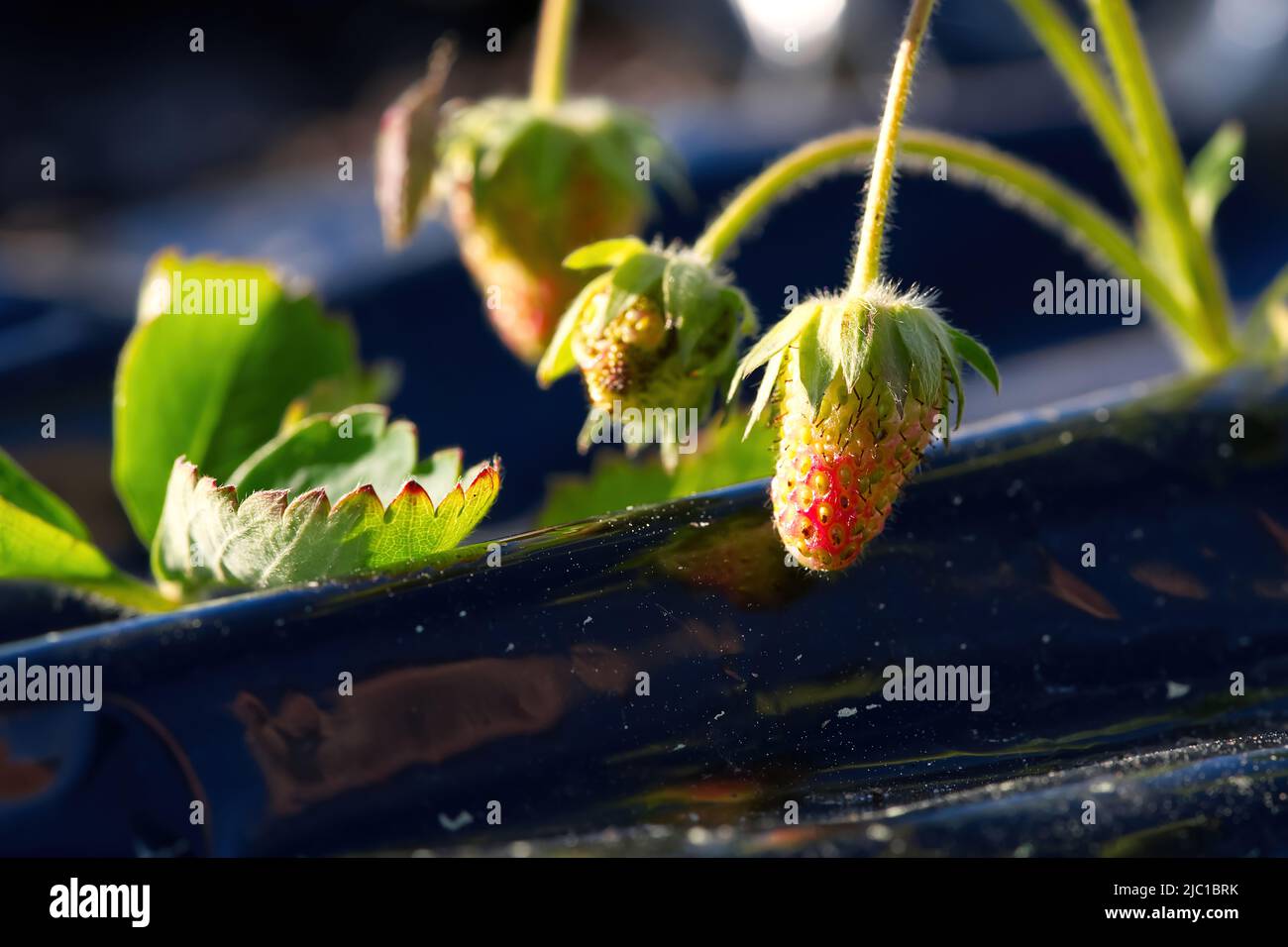 strawberry plants. farming, strawberry production. Beds of wood and ...