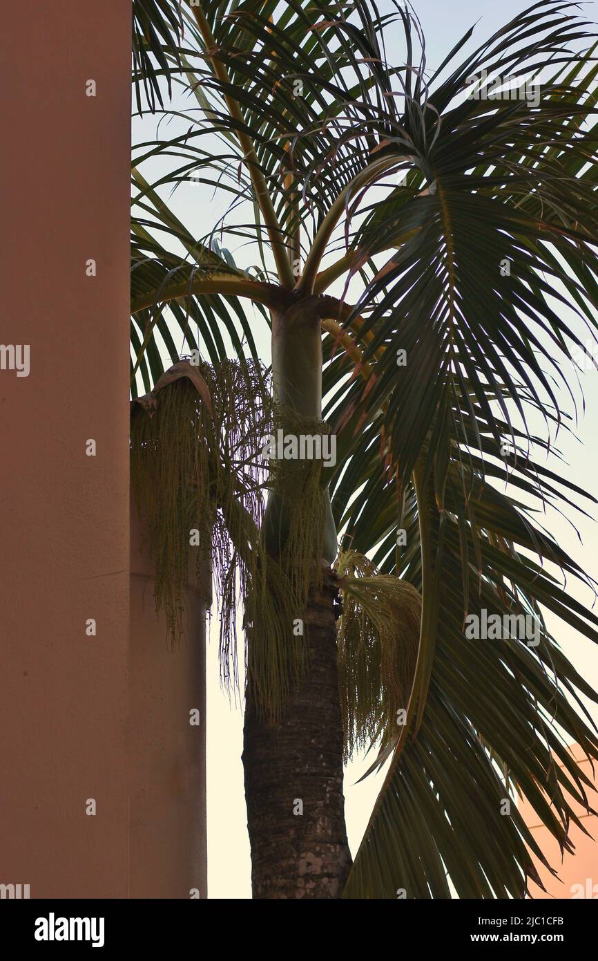 Tropical palm trees growing in the garden with columns Stock Photo - Alamy
