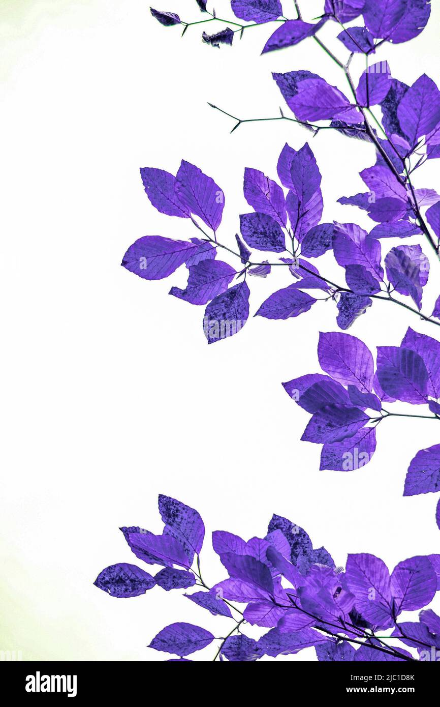 purple tree leaves abstract background Stock Photo - Alamy