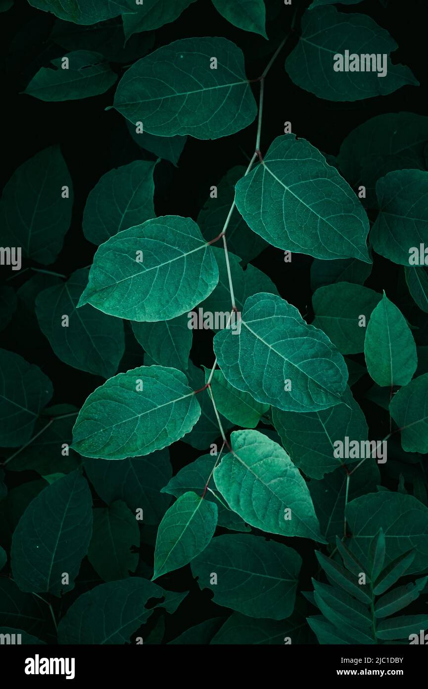 green plant leaves in the nature in spring season, green background ...