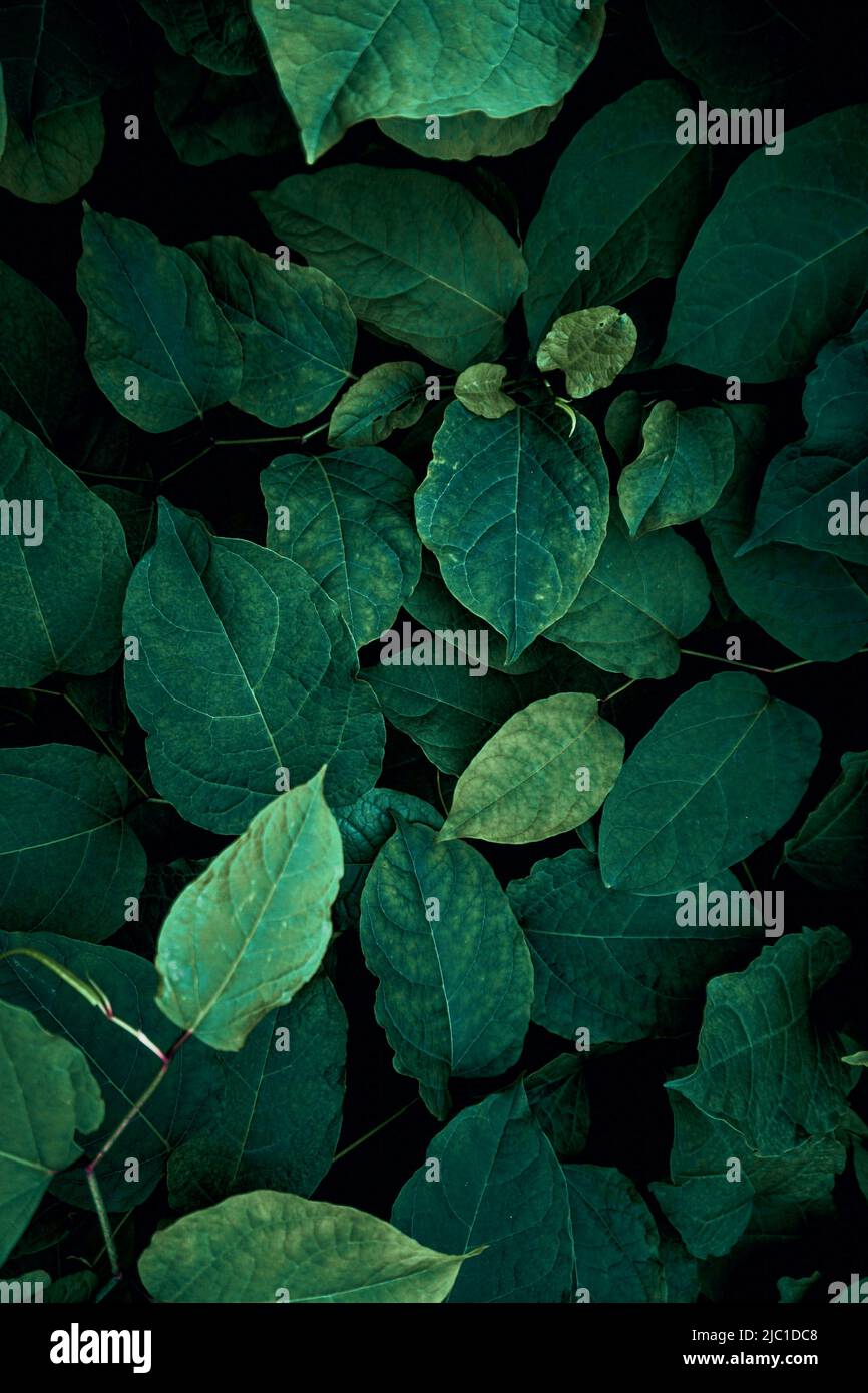 green plant leaves in the nature in spring season, green background ...