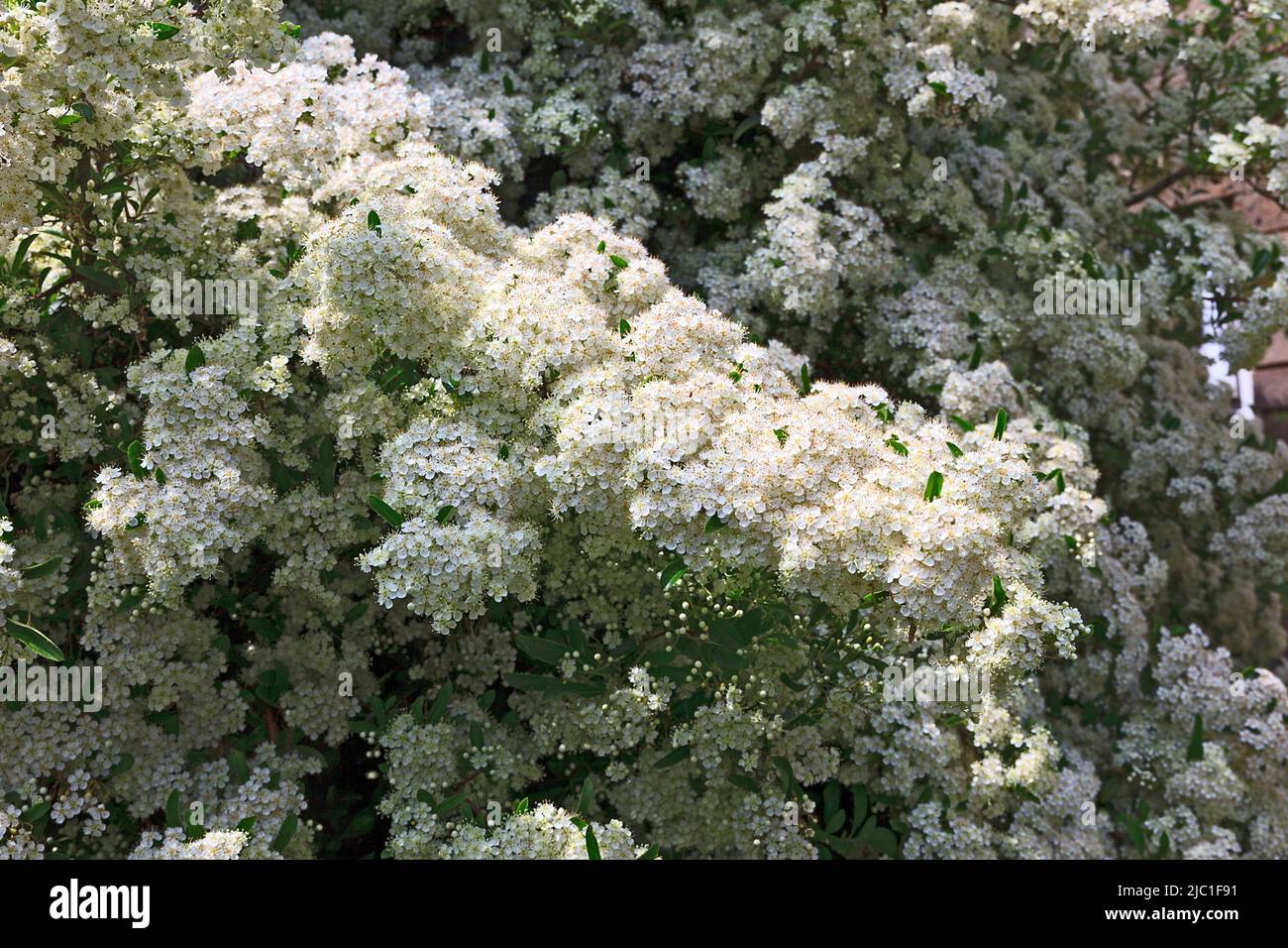 Firethorn bushes hi-res stock photography and images - Alamy