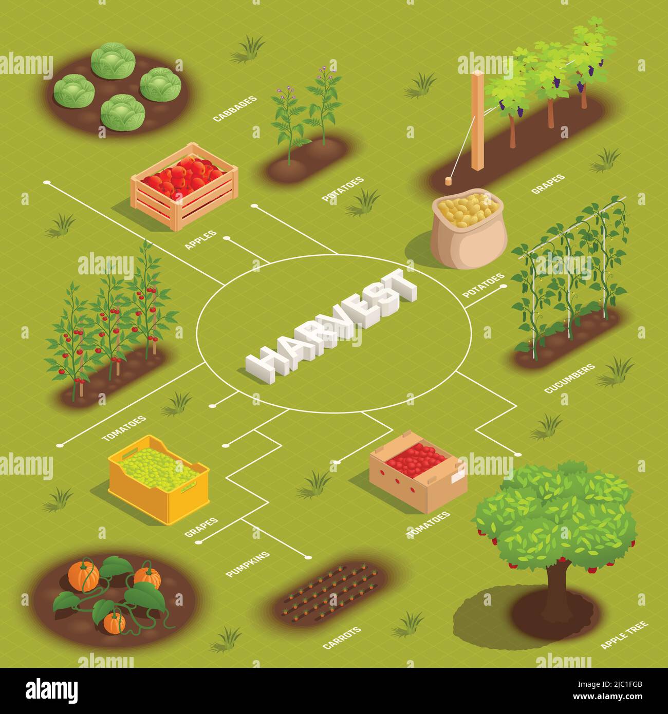 Farming harvesting isometric flowchart with ripe tomatoes cabbage ...