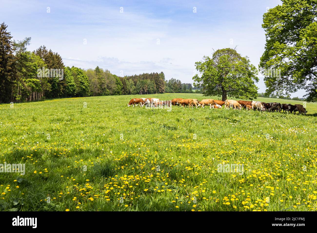 Cows grazing on a green field in summertime Stock Photo - Alamy
