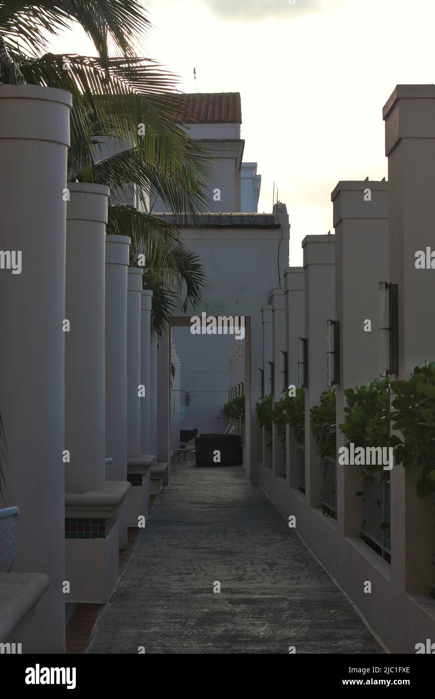 Tropical palm trees growing in the garden with columns Stock Photo - Alamy
