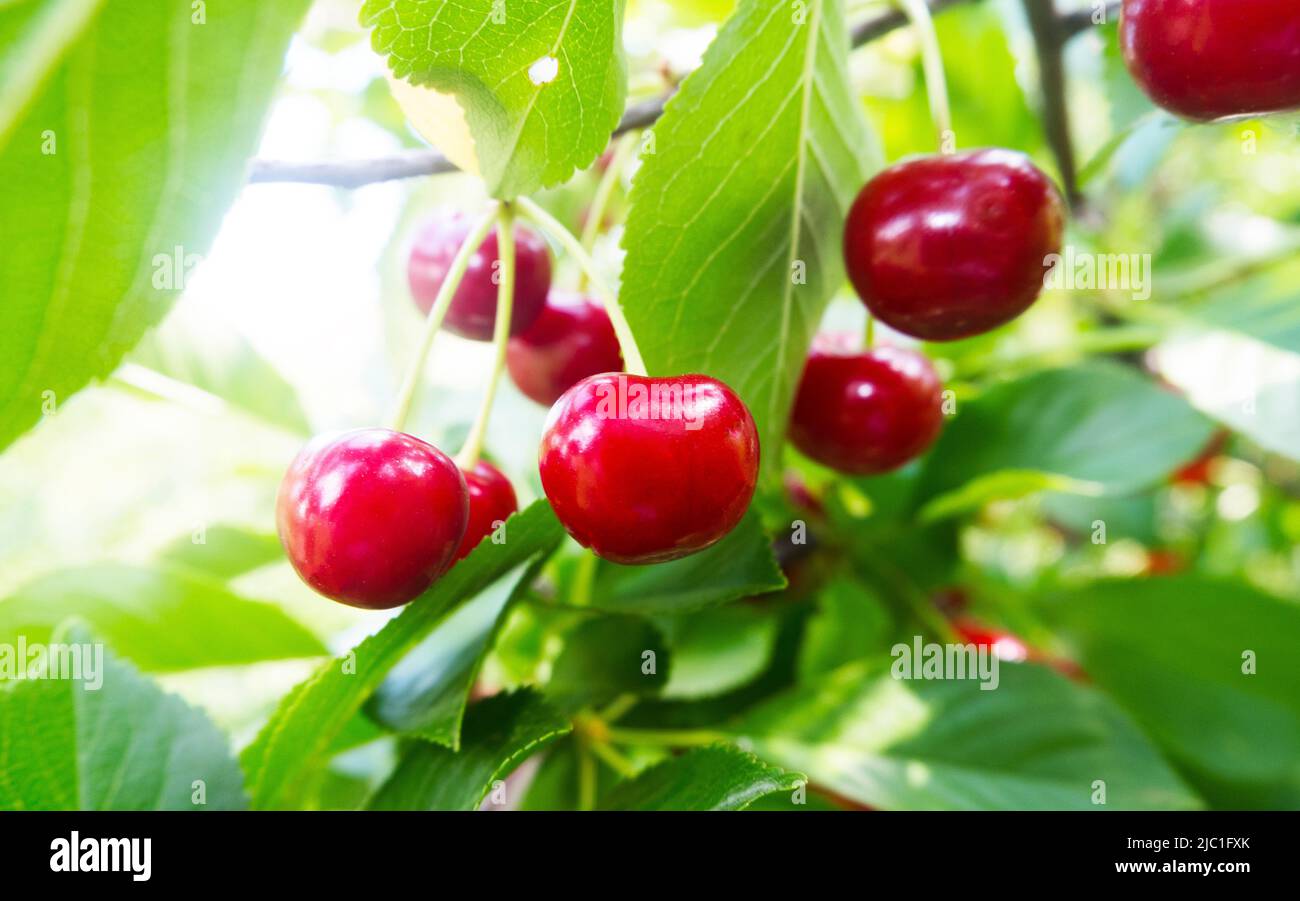 Cherries hanging from the branch of a cherry tree Stock Photo - Alamy