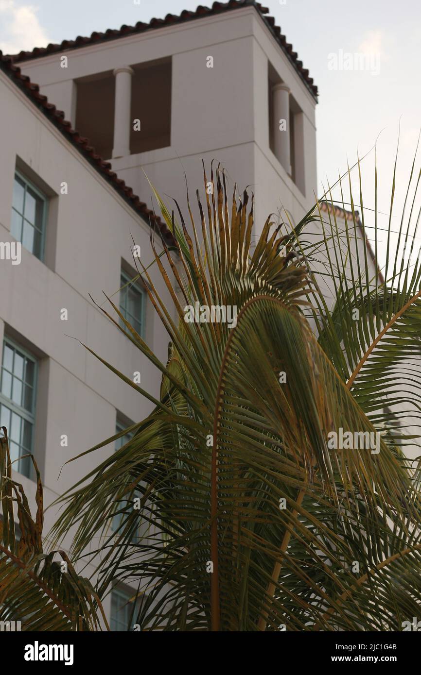 Tropical palm trees growing in the garden with columns Stock Photo - Alamy