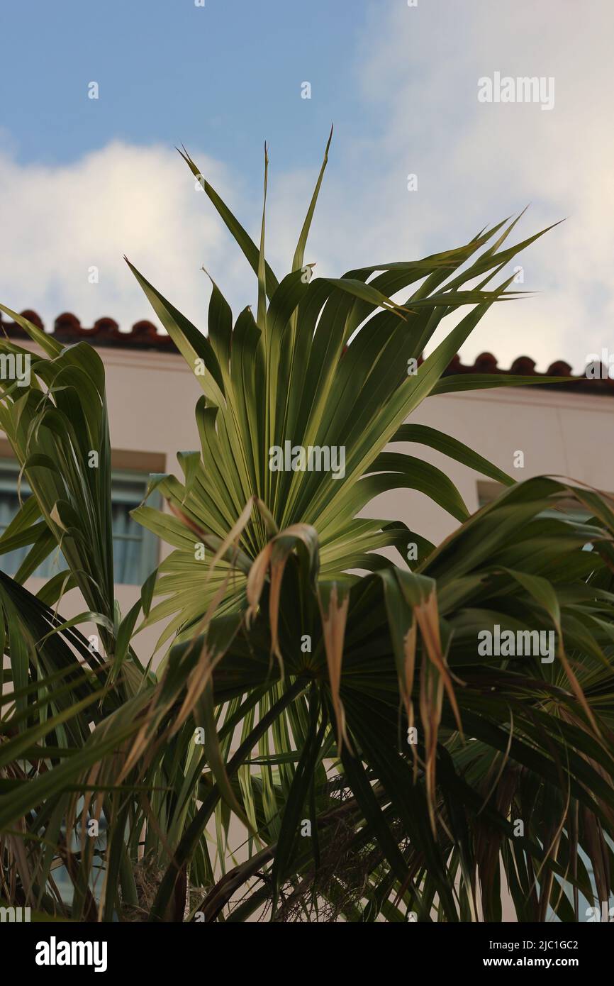 Tropical palm trees growing in the garden with columns Stock Photo - Alamy