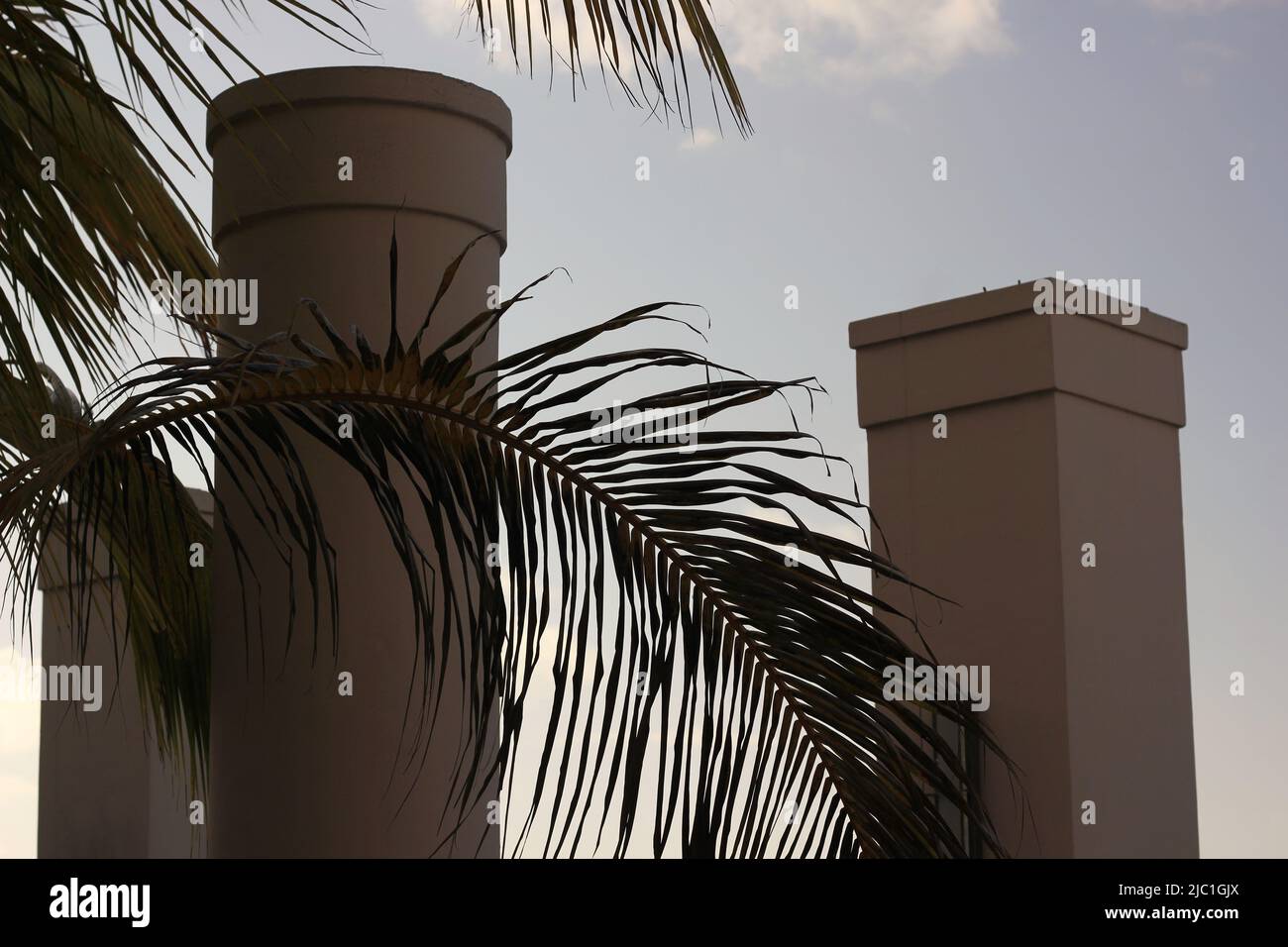 Two palm trees growing hi-res stock photography and images - Alamy