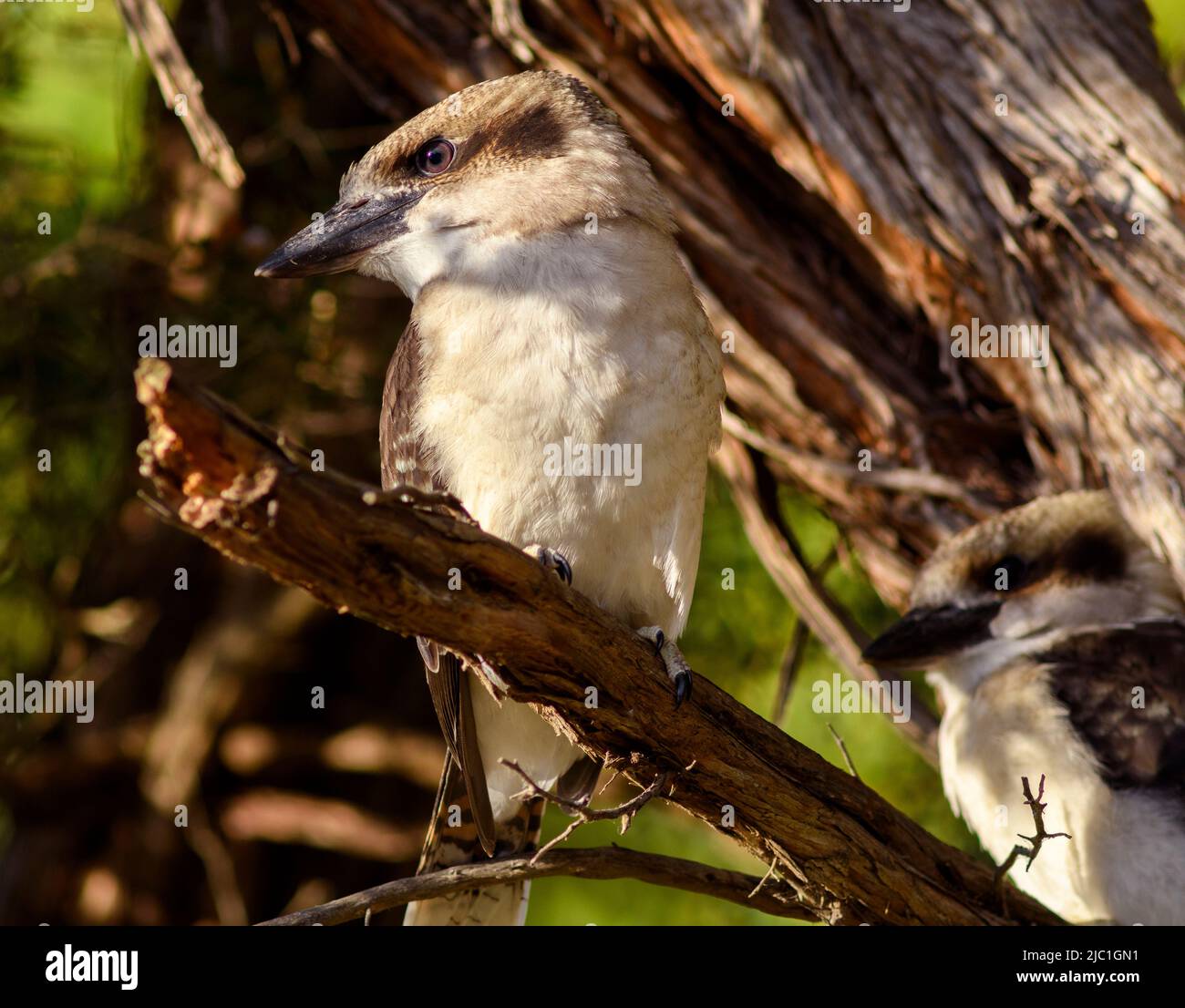 Kookaburra pair hi-res stock photography and images - Alamy