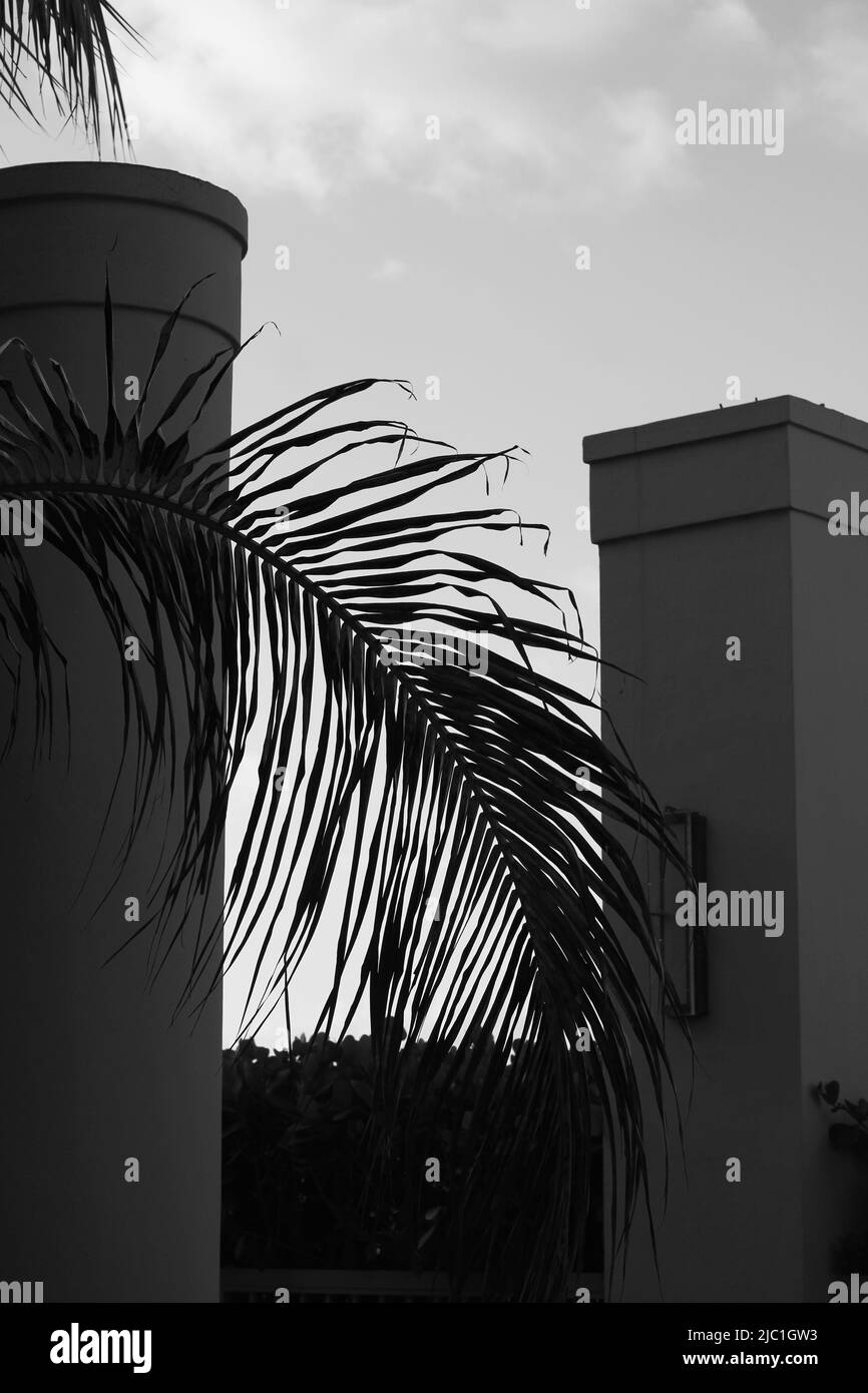 Two columns standing against the sky next to a a palm tree in black and ...