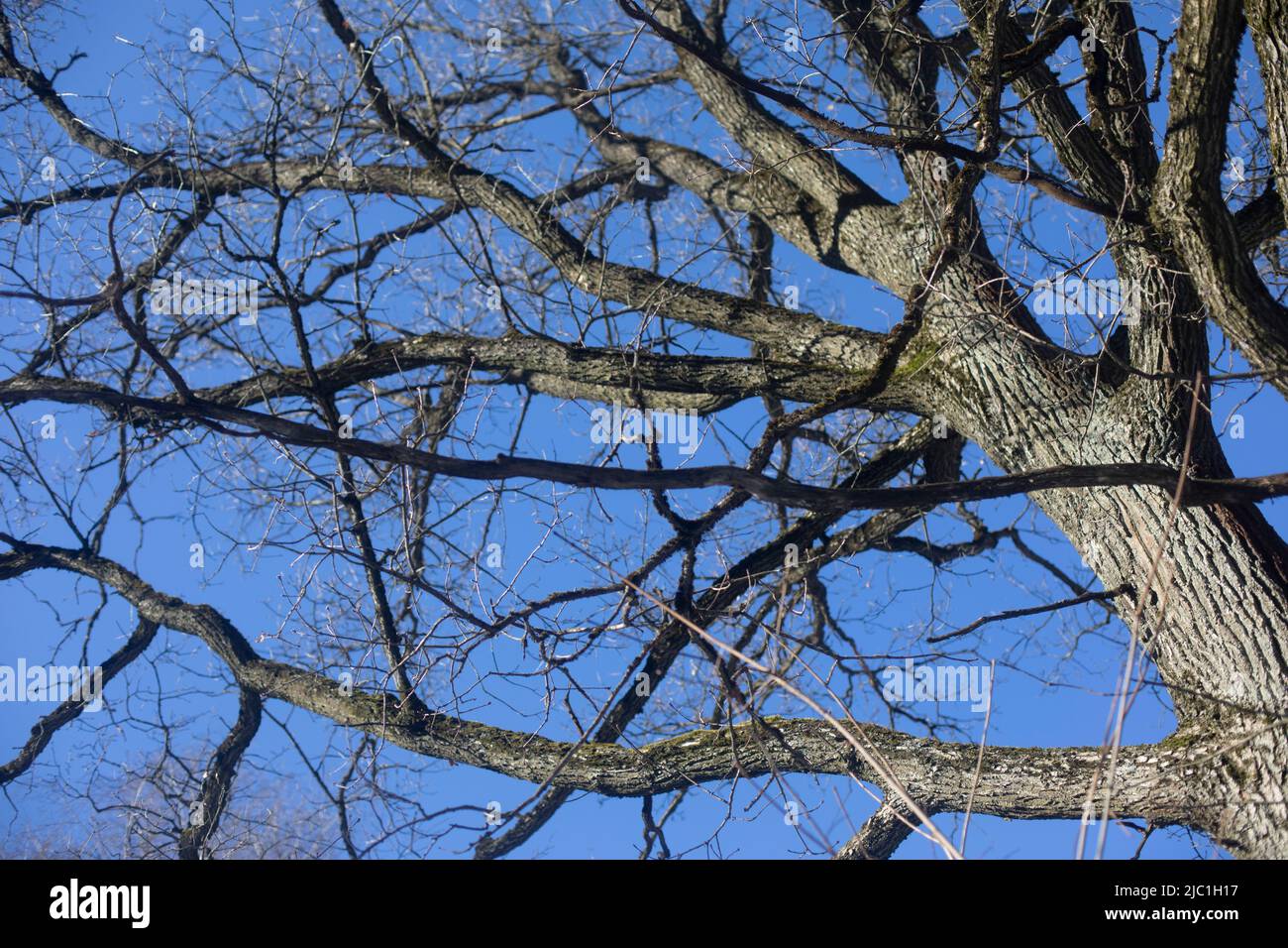 Branches without leaves. Tree against blue sky. Shoot branches from ...