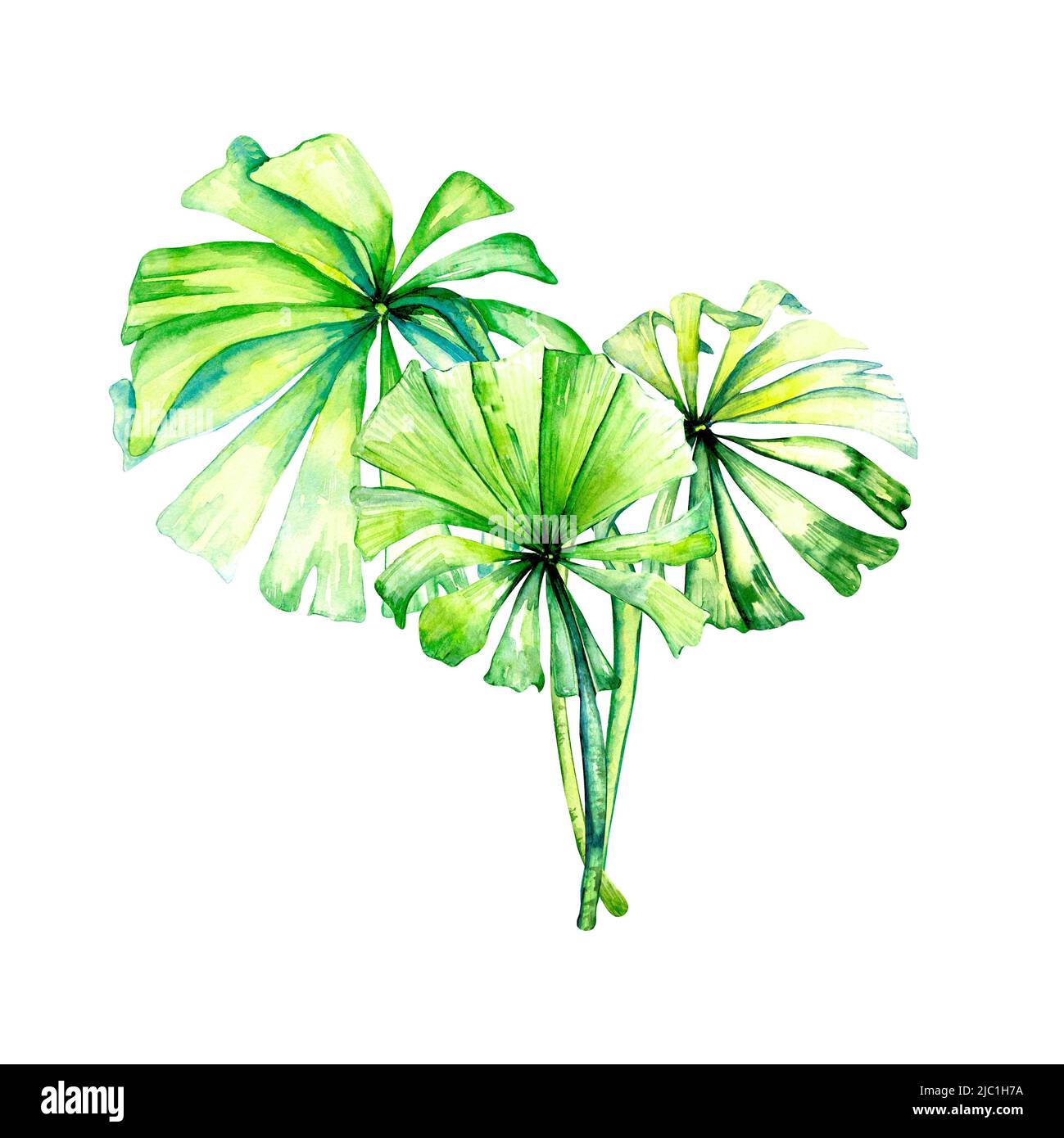 Exotic multicolor palms, tropical leaves, palm tree watercolor ...
