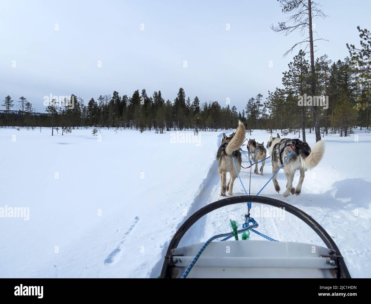 Riding husky sledge in Lapland landscape Stock Photo - Alamy